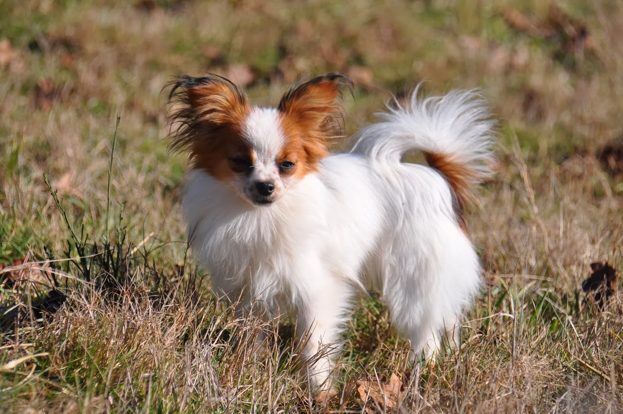 Road's End Papillons : Available Papillon Girl