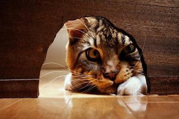 ¿Por qué los gatos cazan ratones? | Bitacora Zoo