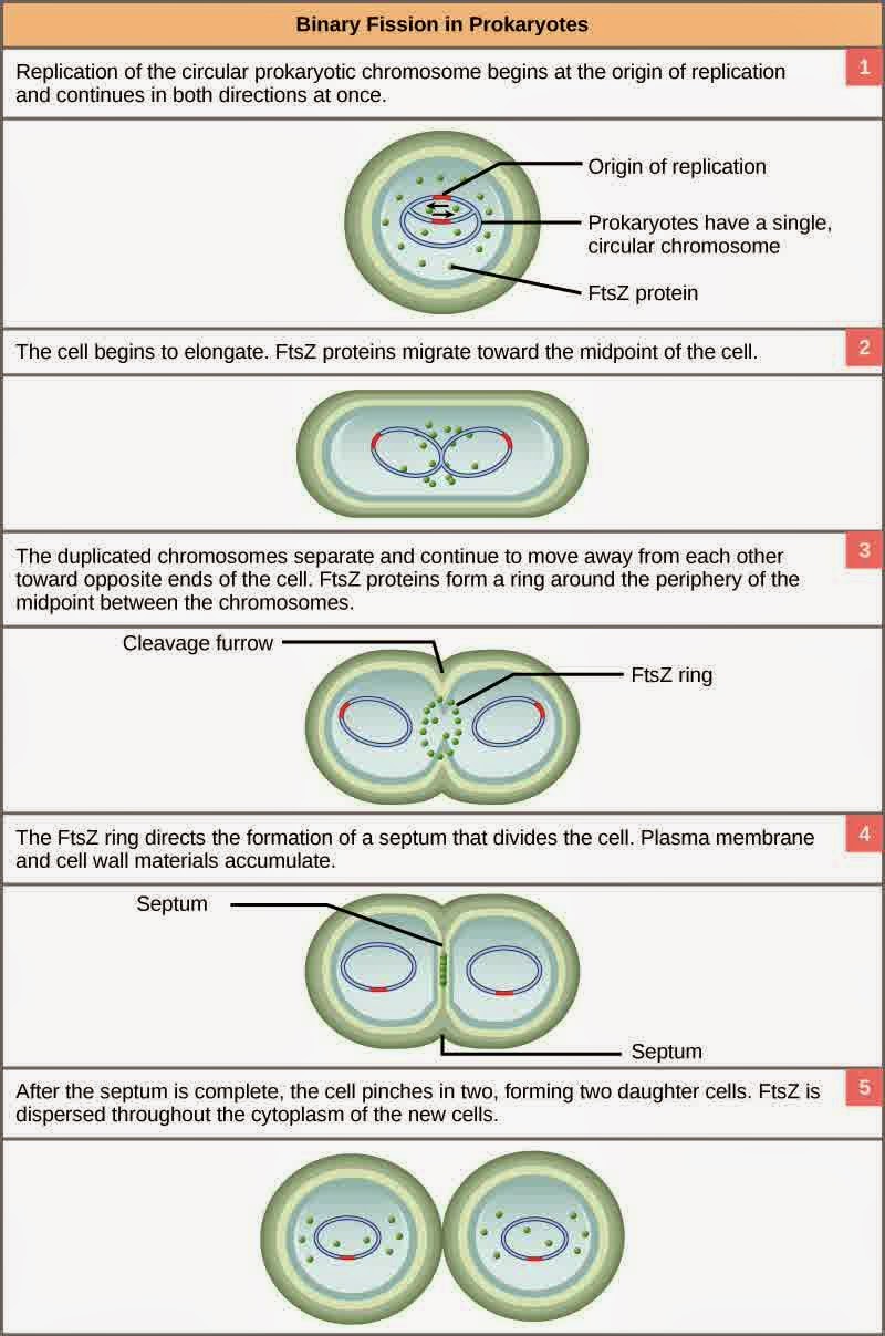 BioCool Learning: Siklus Sel