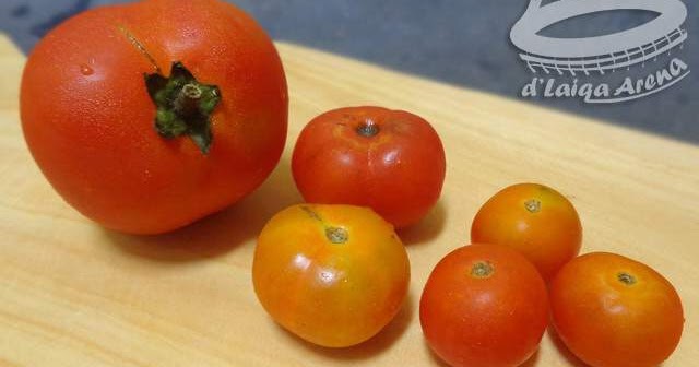 d'Laiqa Arena: Mengenal Bumbu Dapur: Tomat