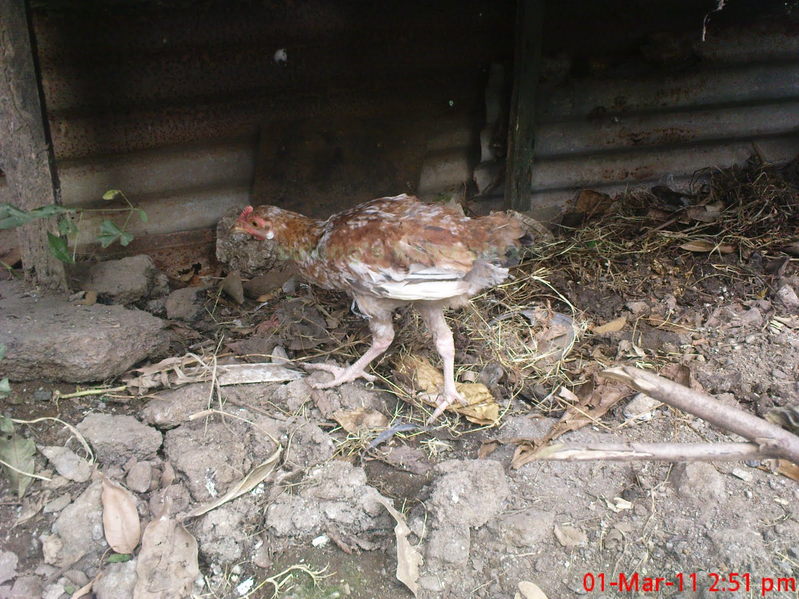 Kabir Chiken: Two Months Old Kabir Chicken