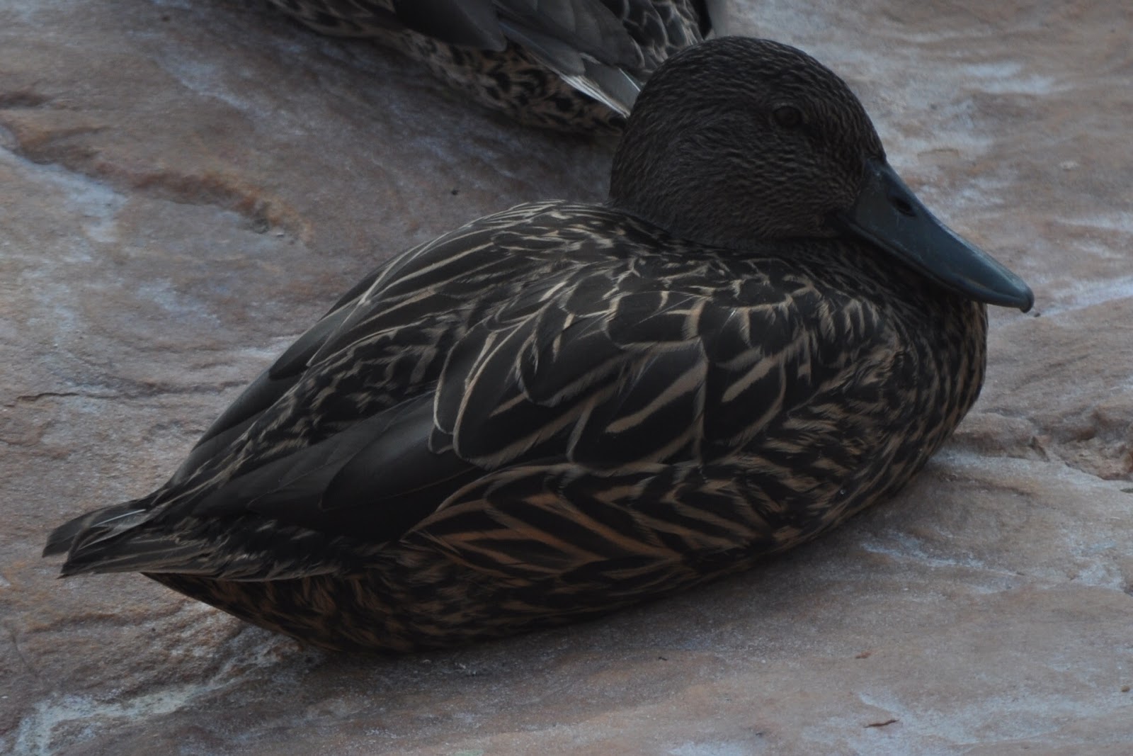 ZOOTOGRAFIANDO (6.100 ANIMALS): PATO DE MELLER / MELLER´S DUCK (Anas ...