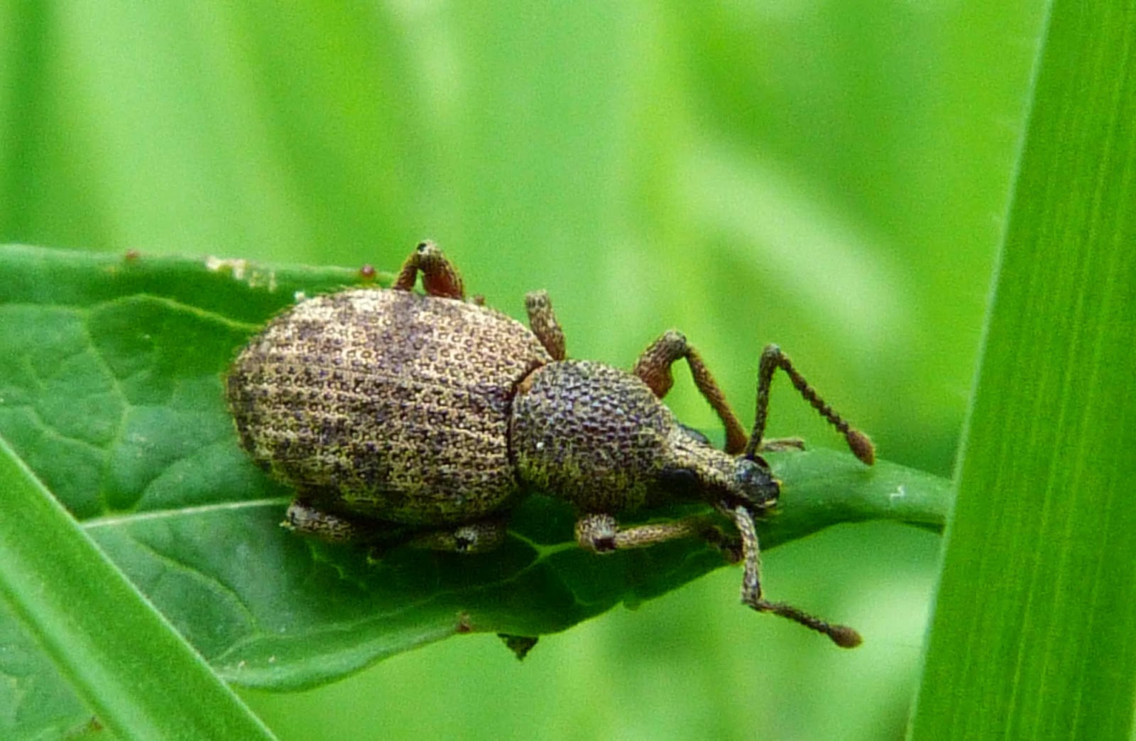 Insects of Scotland: Other Beetles