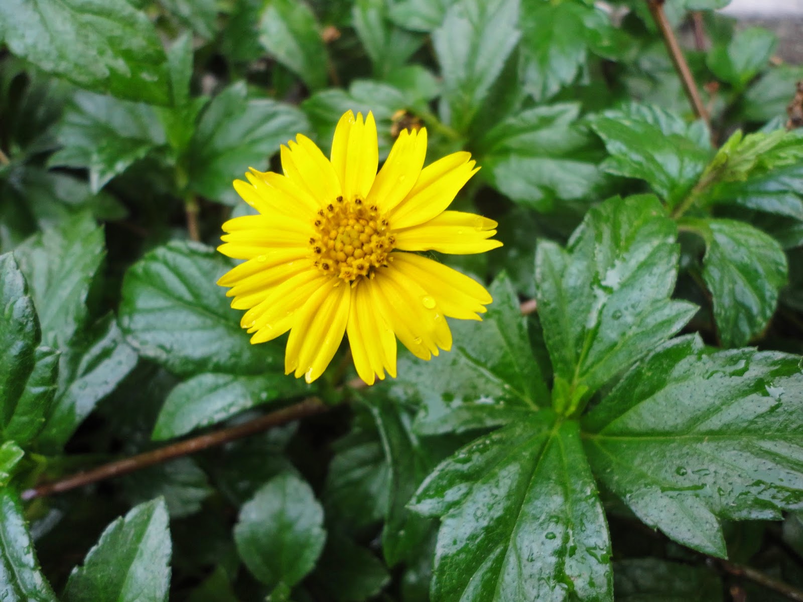 My Flower Album 2014: Nature in Bloom ~ Born a Dragon, Raised a Tiger