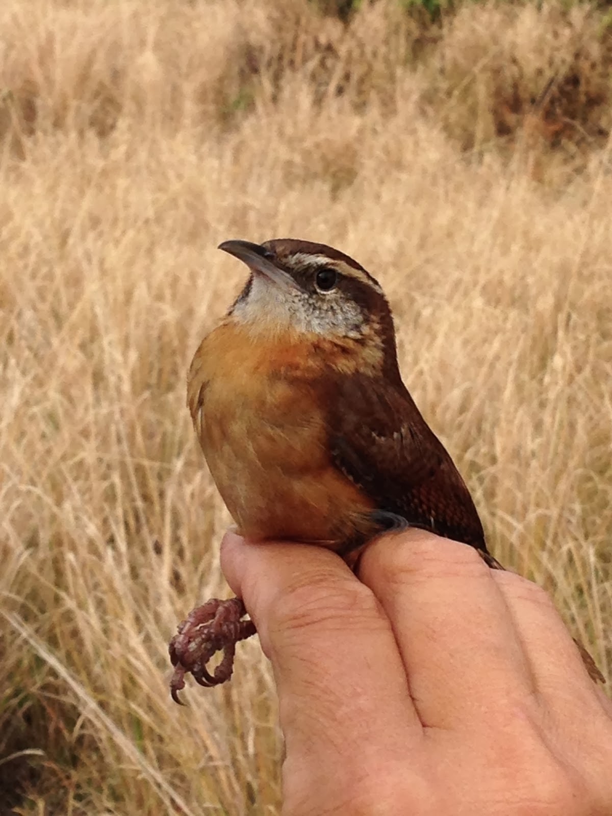 Bird Banding: Learning From Birds In-hand: Color Banding Painted Buntings