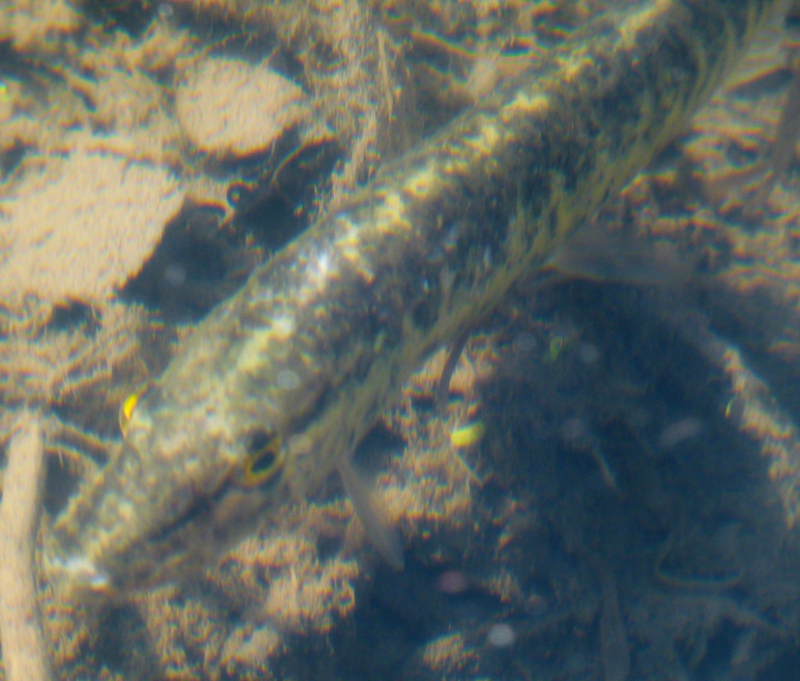 Ohio Birds and Biodiversity: Grass Pickerel