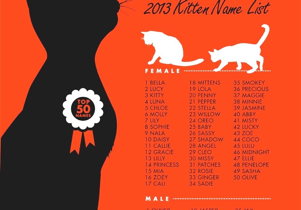 Popular Cat Names Top 10 Male Cat Names popular-cat-names-top-10-male-cat-names