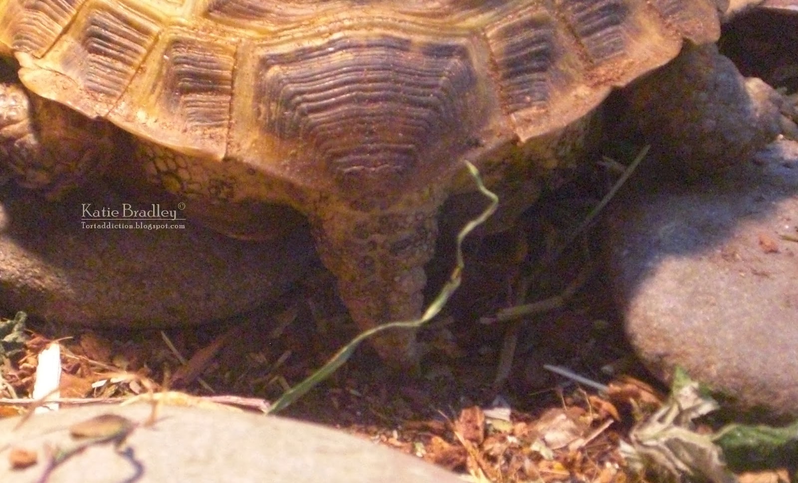 Tortaddiction: A helpful guide to determining the sex of your Russian ...