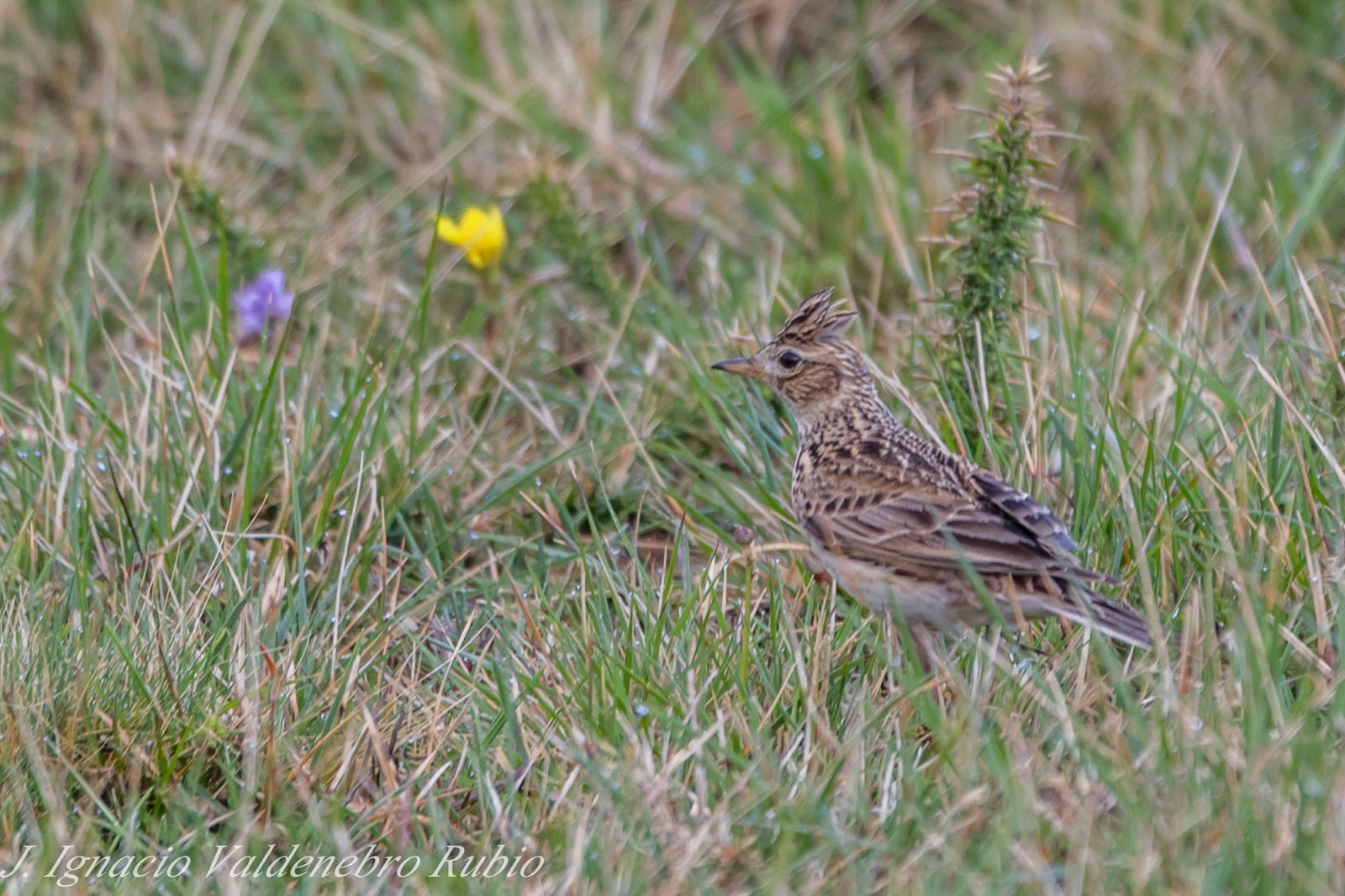 DocNatureBlog: El ave que no para de cantar en sus increíbles ascensos ...