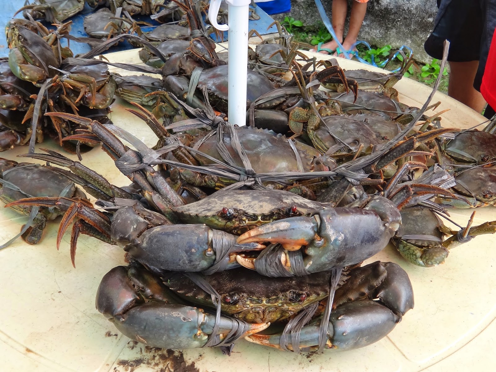 Under A Million Miles Of Sky: The Kinis Festival