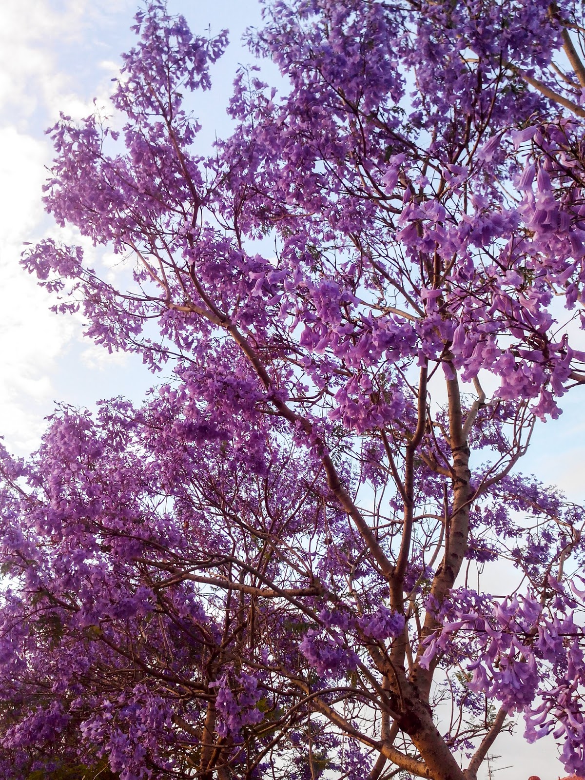 The love for Jacaranda | Pocketful of Maps
