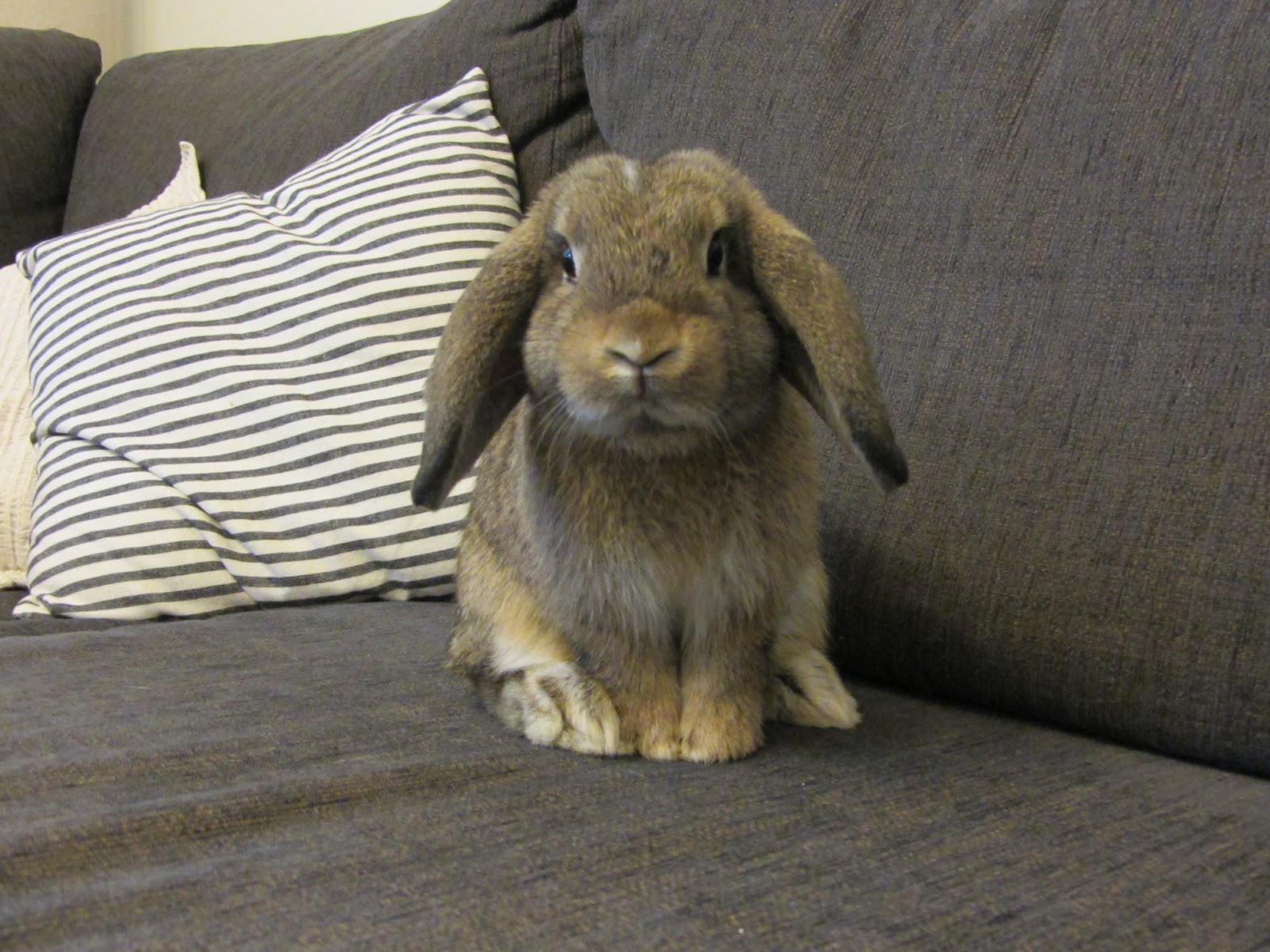 Belgini mun..: Pupu tuli taloon