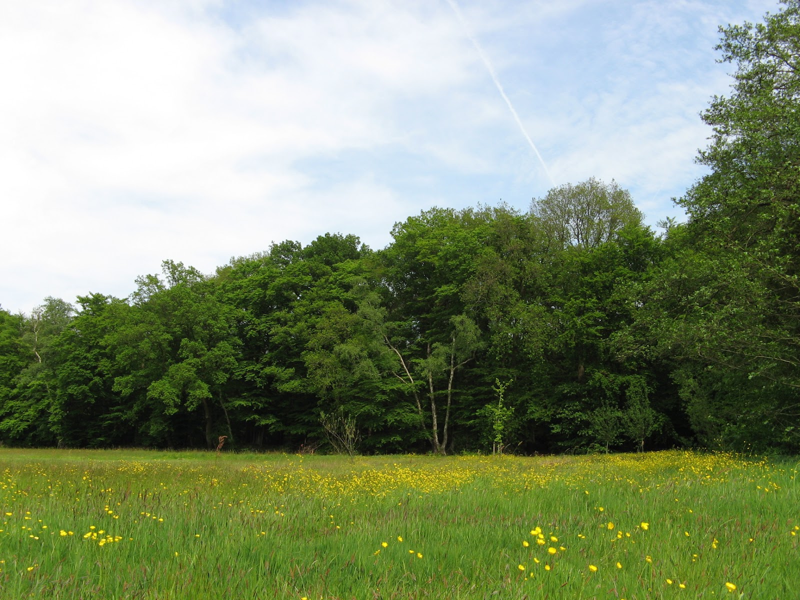 En Verder Alles Goed: Bosrand