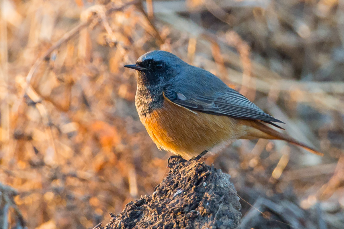 Wildlife Diaries: 2016