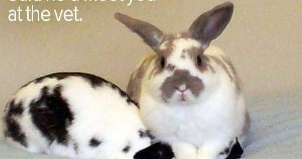 Rabbit Ramblings: Funny Bunny Monday Meme*day