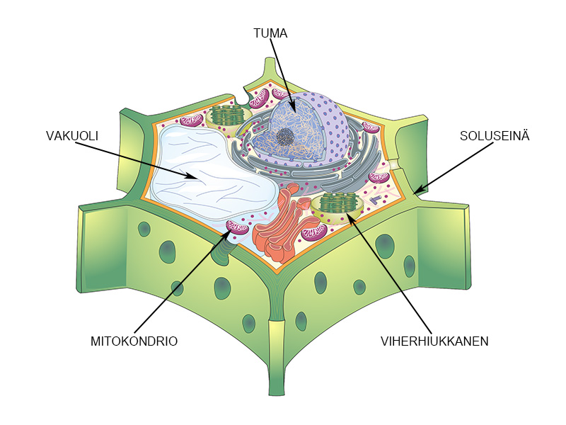 Biologia 2 oppimispäiväkirja: toukokuuta 2013