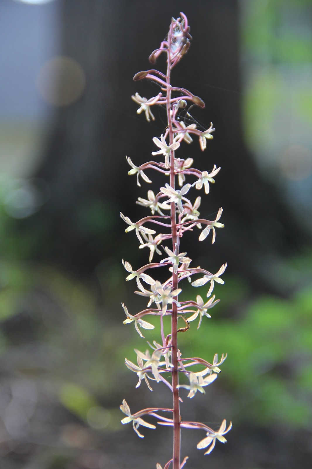 Hoot Owl Karma: The Cranefly - North Carolina's Invisible Native Orchid