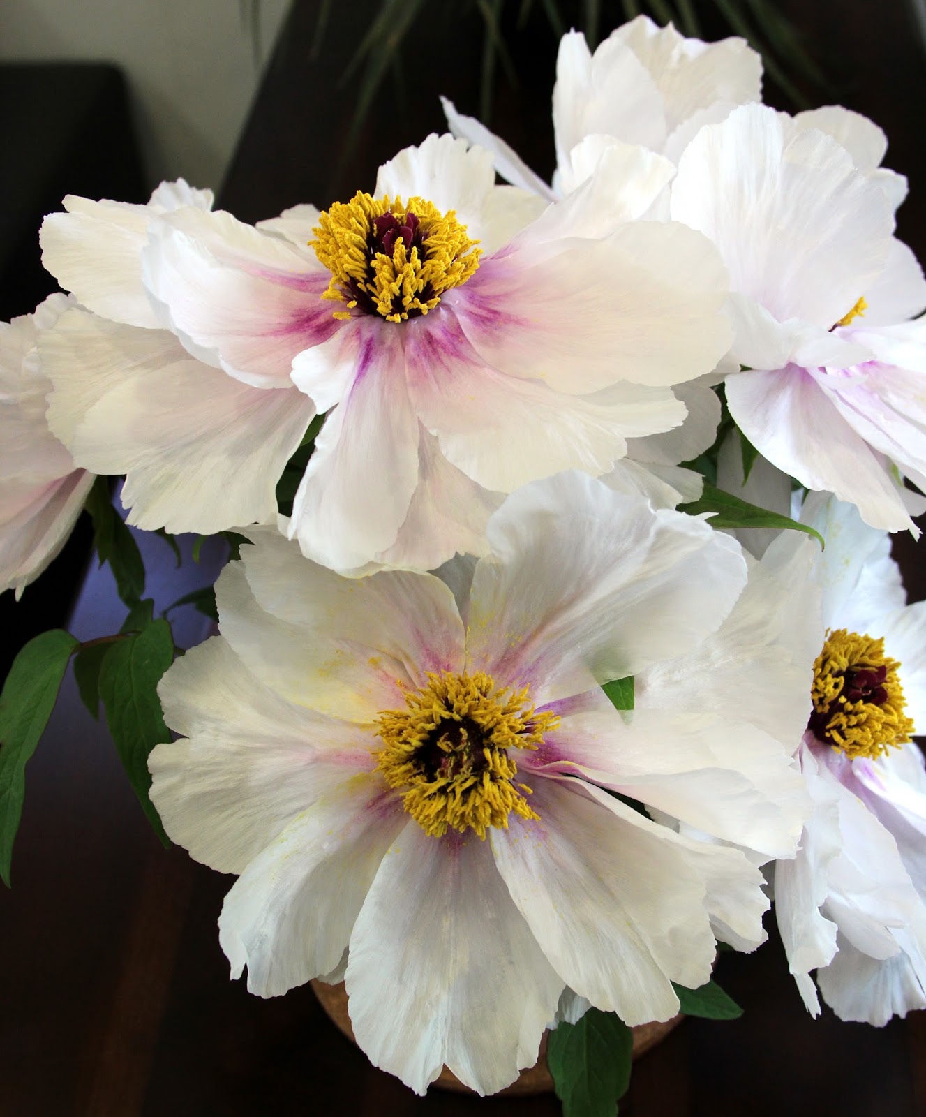 TREE PEONIES - The Queens of the spring garden - Sowing the Seeds