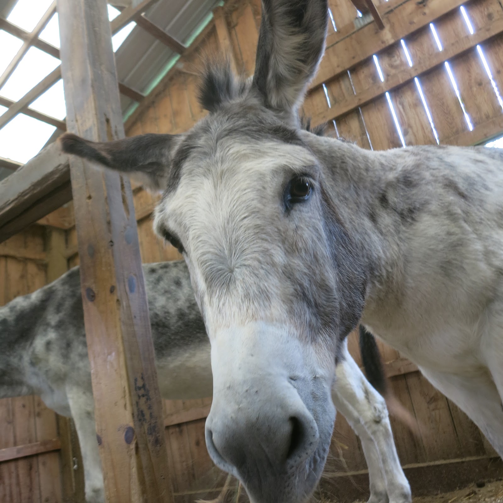 The Dancing Donkey: Random Review