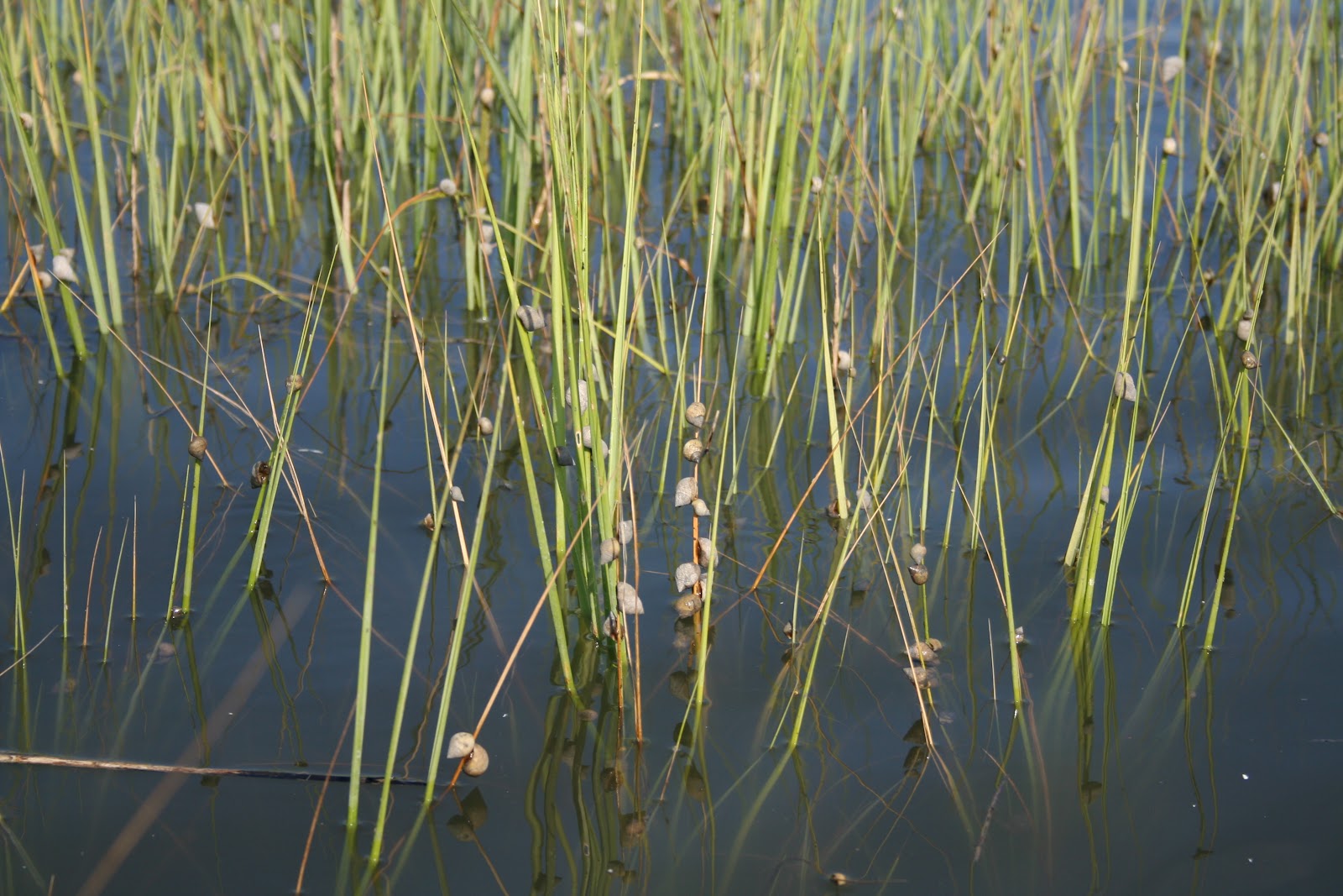 The Lowcountry Lady: Periwinkle Snails and Secret Spots