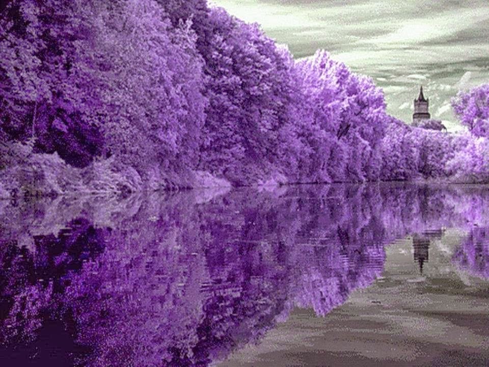 Consejos de Salud: COLOR MORADO