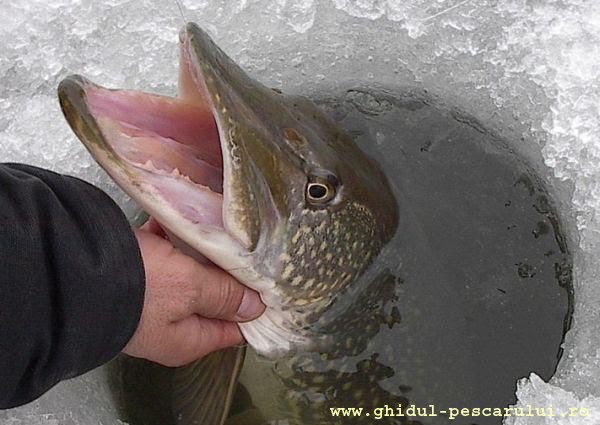 Pasiunea Pescuitului: Sfaturi pentru pescuitul stiucii la copca