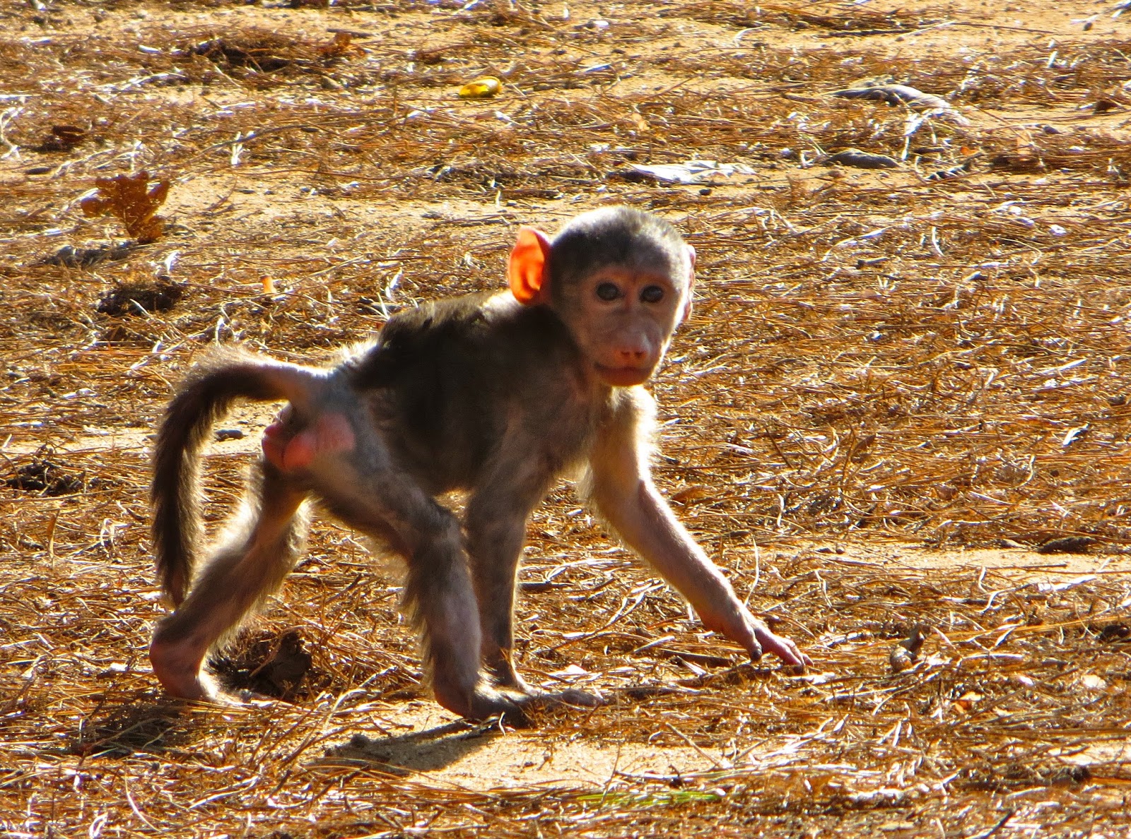 The Adventures of an Aspiring Primatologist: Chacma Baboon Behavior