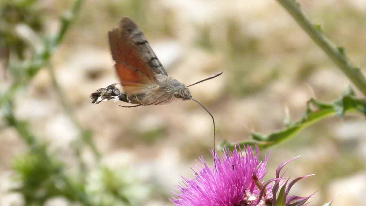 Faune Flore d'Ul: Moro sphinx ou Sphinx colibri