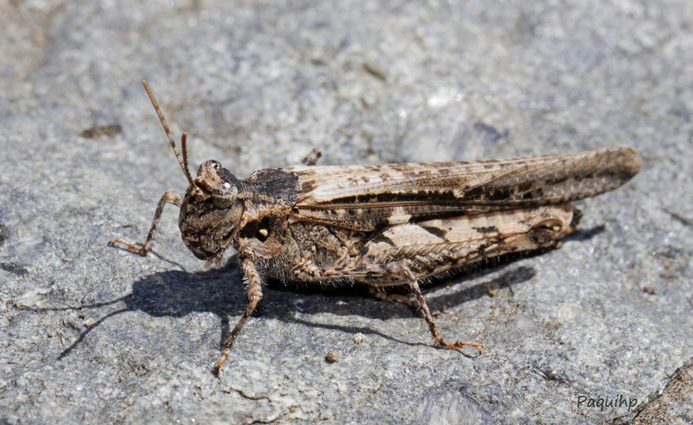 Paqui.blog de naturaleza: SALTAMONTES