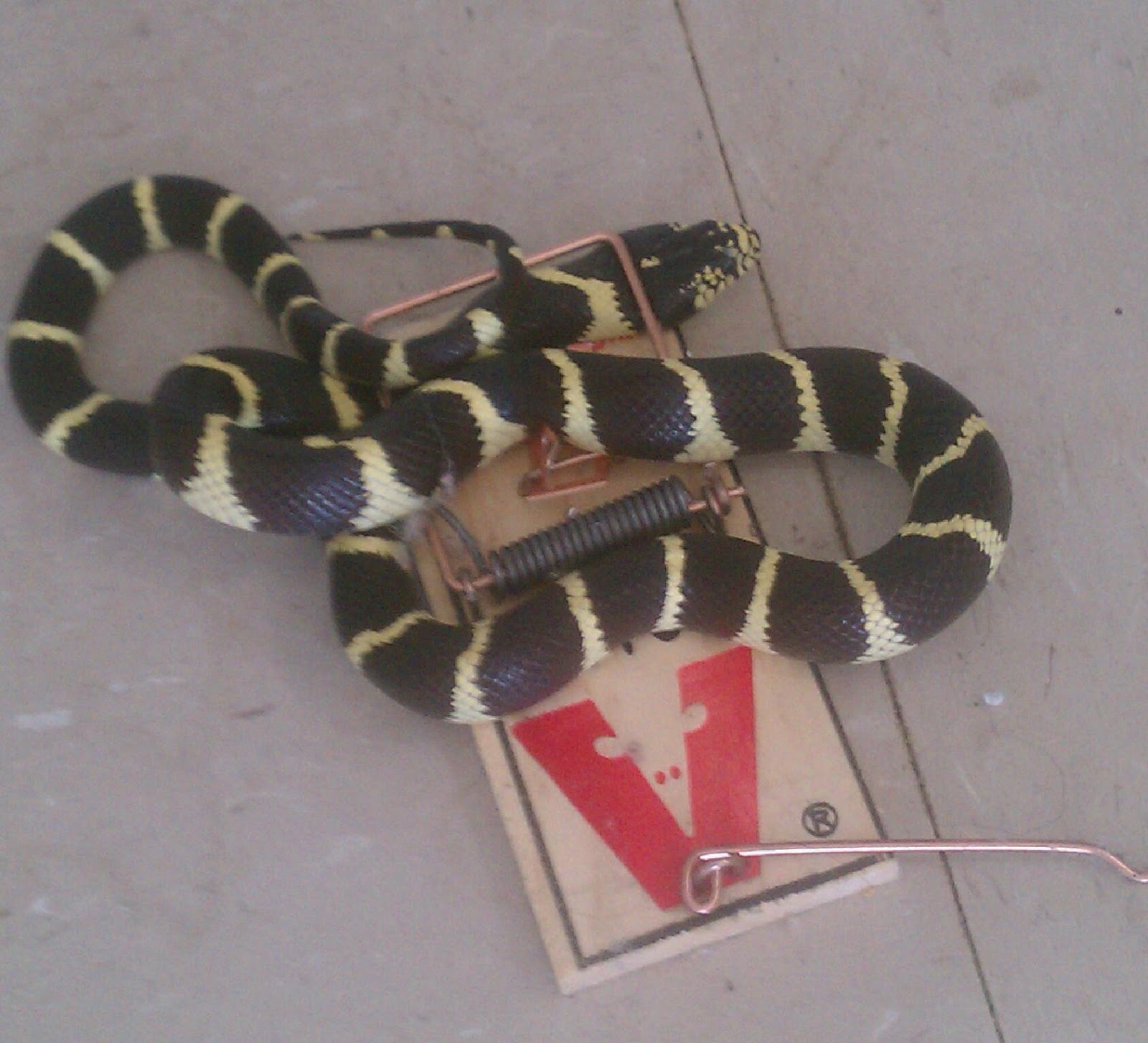 Winemaker's Journal: How Do You Release a Live Snake From a Mousetrap?