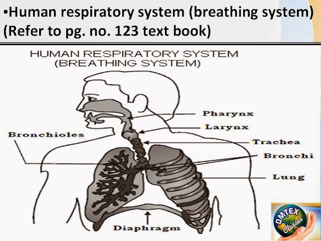 OMTEX CLASSES: Human respiratory system (breathing system) [Diagram]