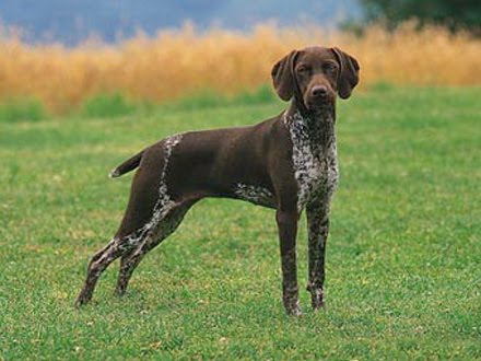 Cães & Cães: Braco Francês Tipo Pirineus - 01