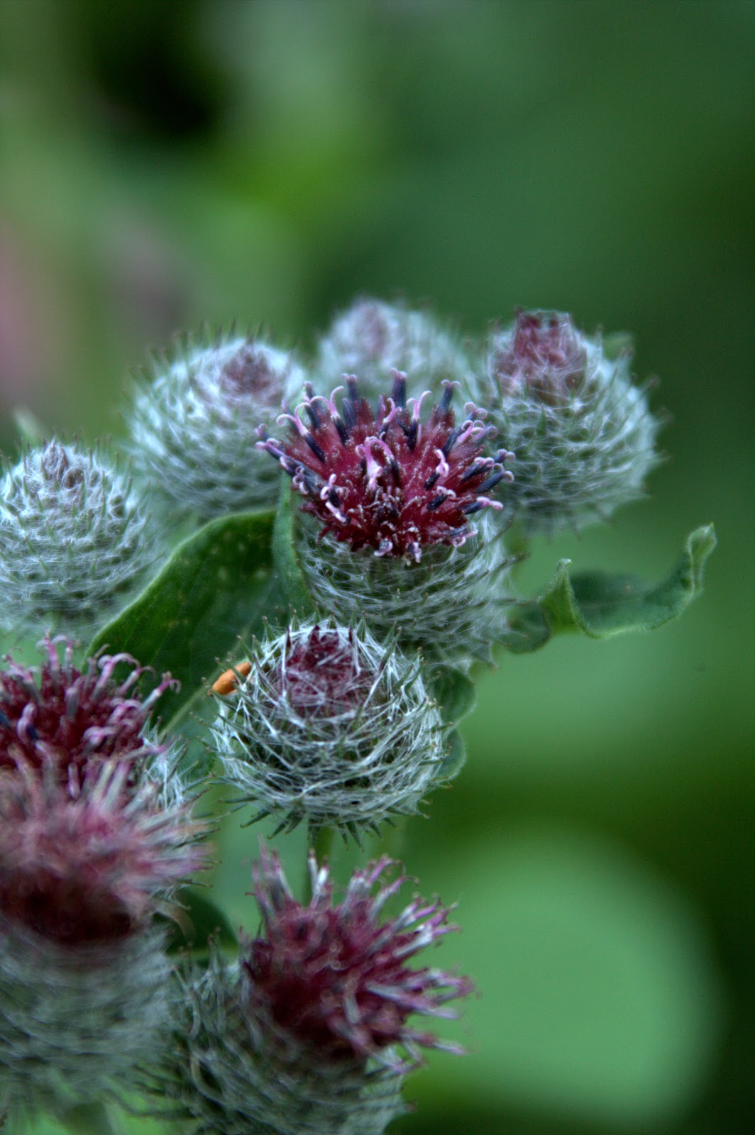 Alpenblumen: Grosse Klette - Arctium lappa
