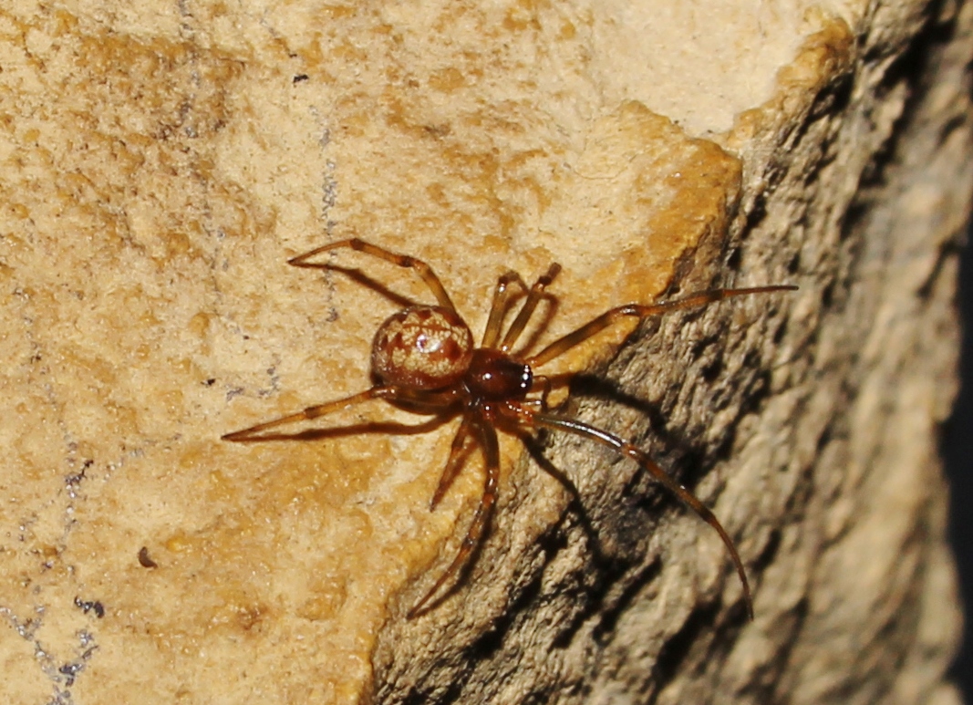 Biodiversity of Cyprus by NGO Protection of the Natural Heritage and ...