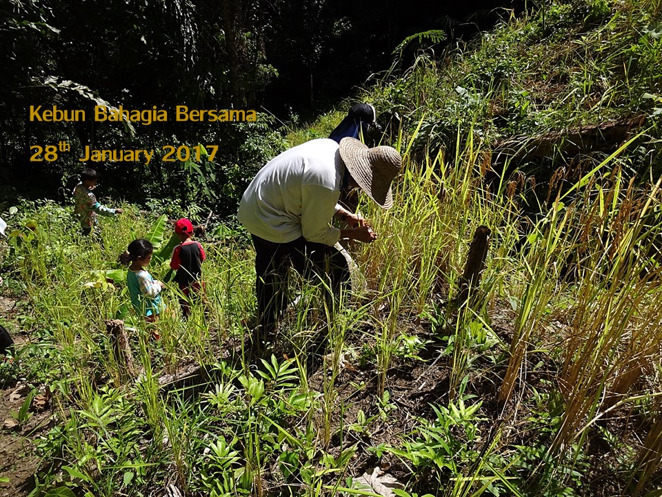Kebun Bahagia Bersama: 2017 Tuai Padi