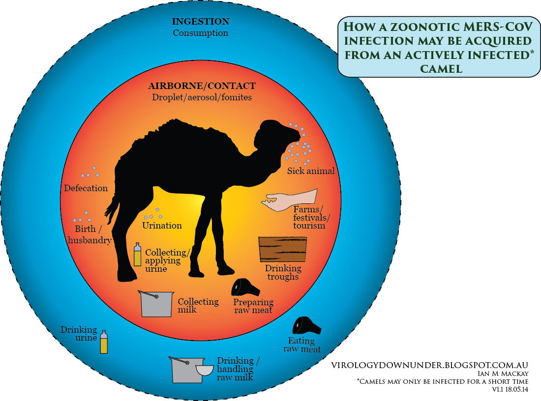 VDU's blog: Camels and MERS: links to peer-reviewed scientific ...