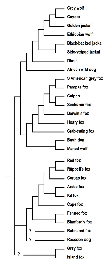 Synapsida: The Dog Family: Fossil Dogs