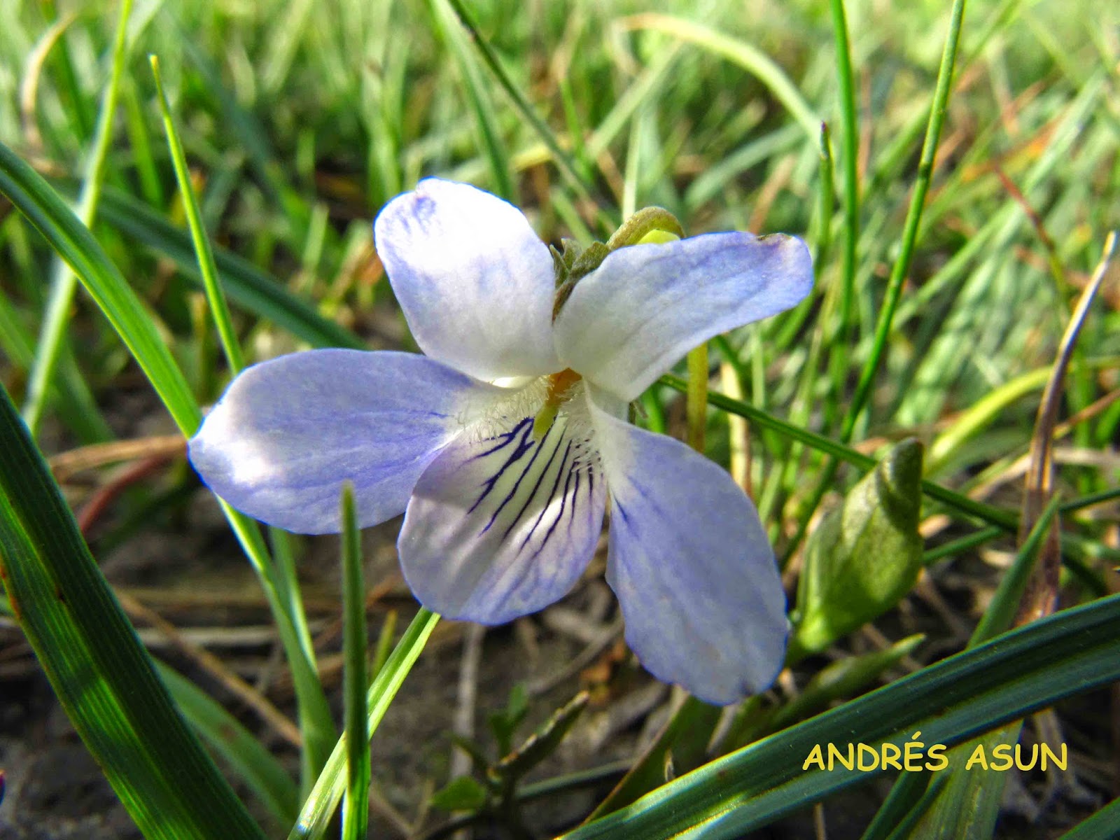 Flores silvestres de la Cordillera Cantábrica: VIOLACEAS - Violaceae