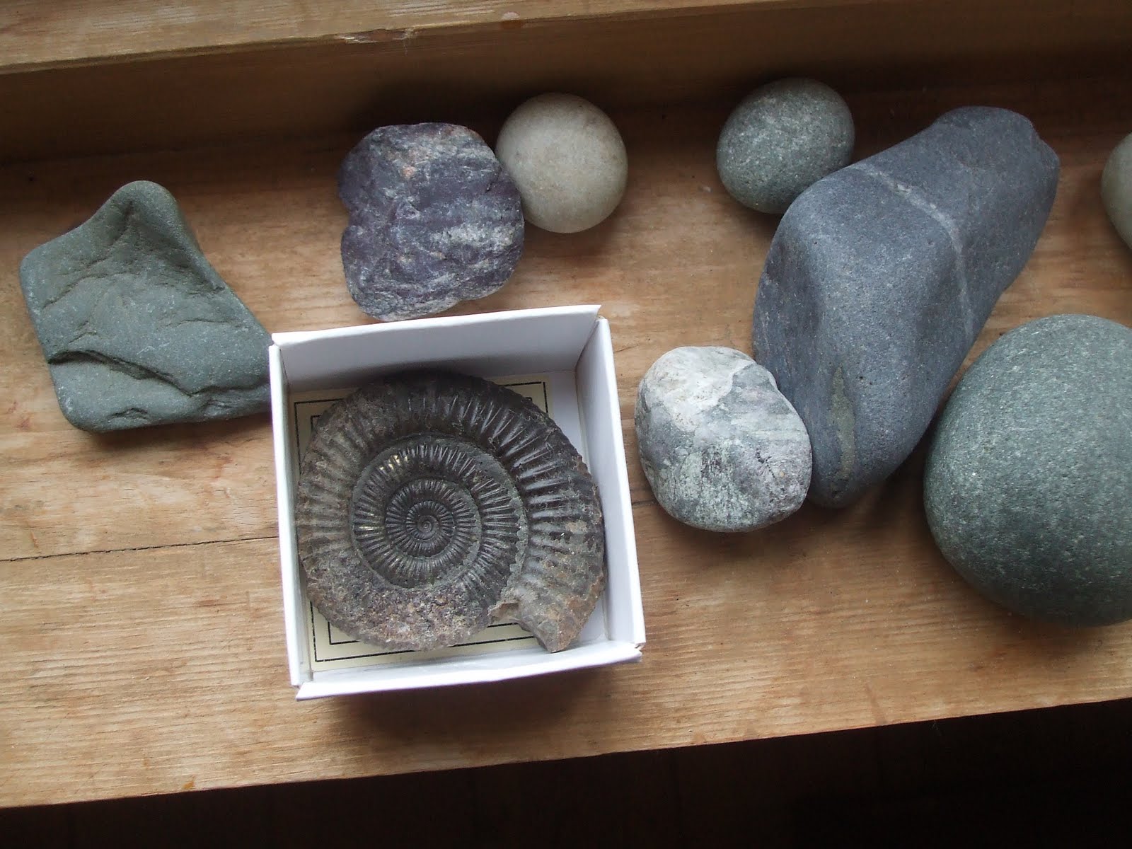 My Albion: Land of the Ammonites