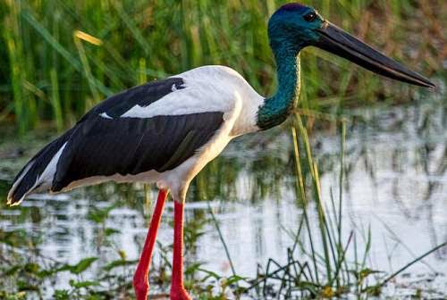 Black-necked stork | Birds of India | Bird World