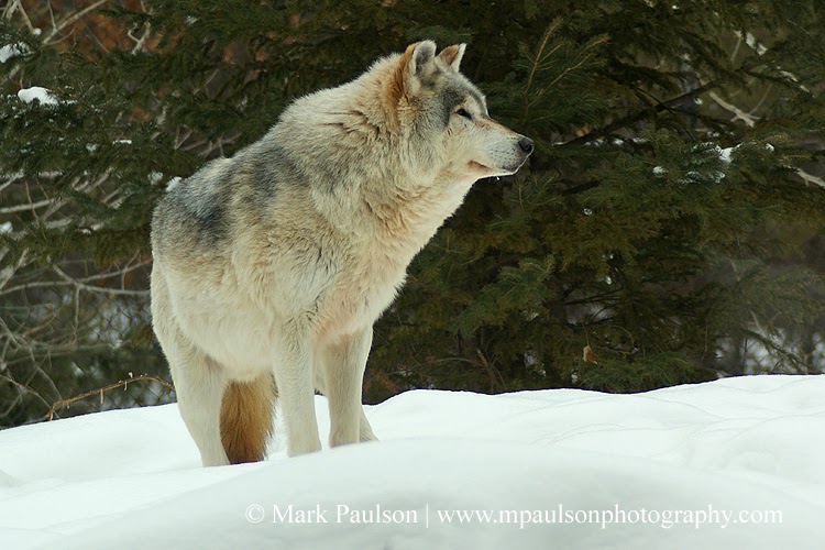 MAP Artistic Photography: Photo of the day: White Wolf in Snow