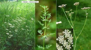 Farmacia Domnului: Chimion