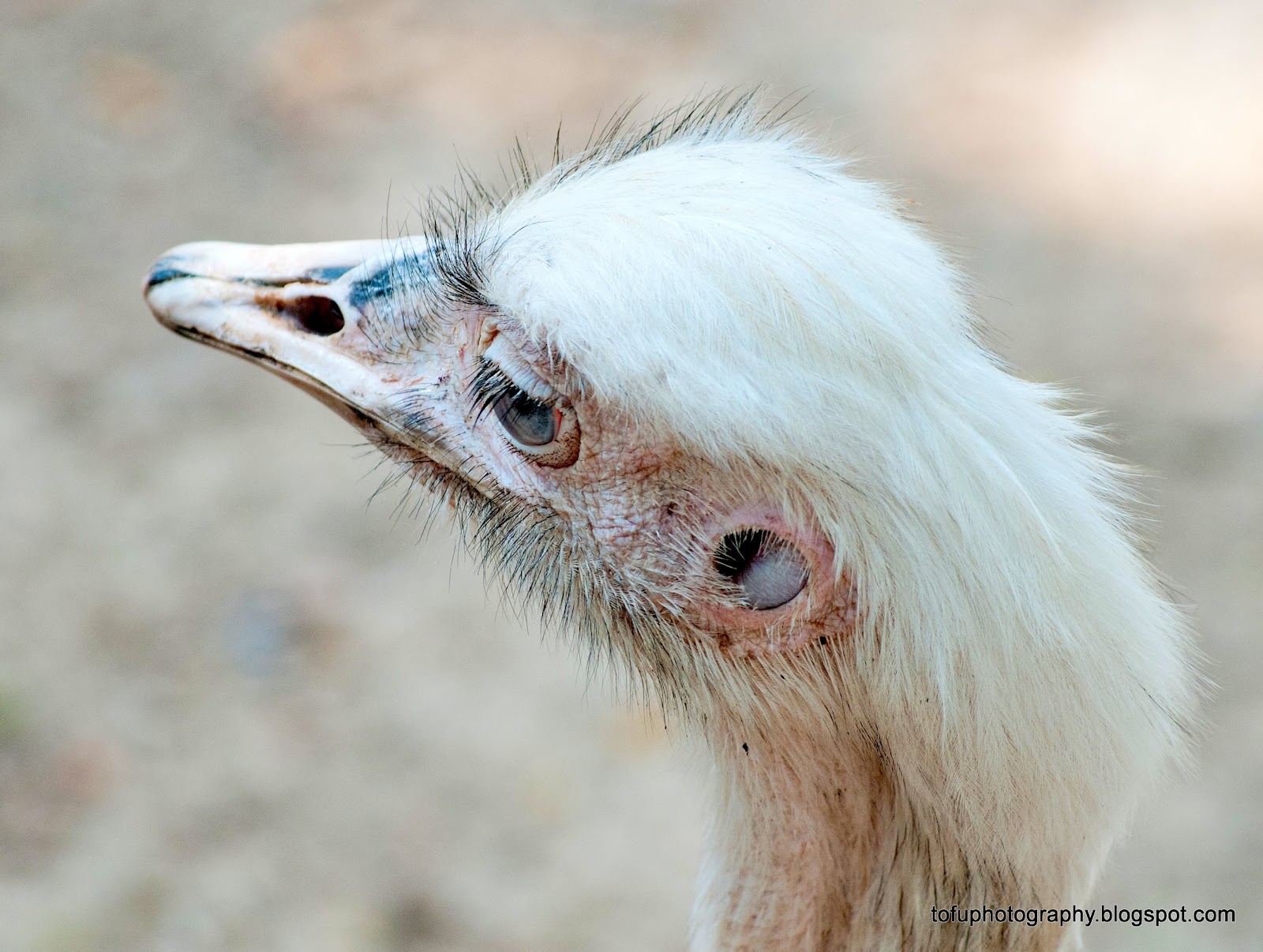 Tofu Photography: Rhea Bird pt 2