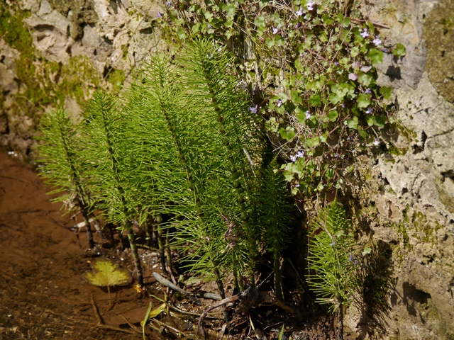 Instantes botánicos: Equisetum telmateia