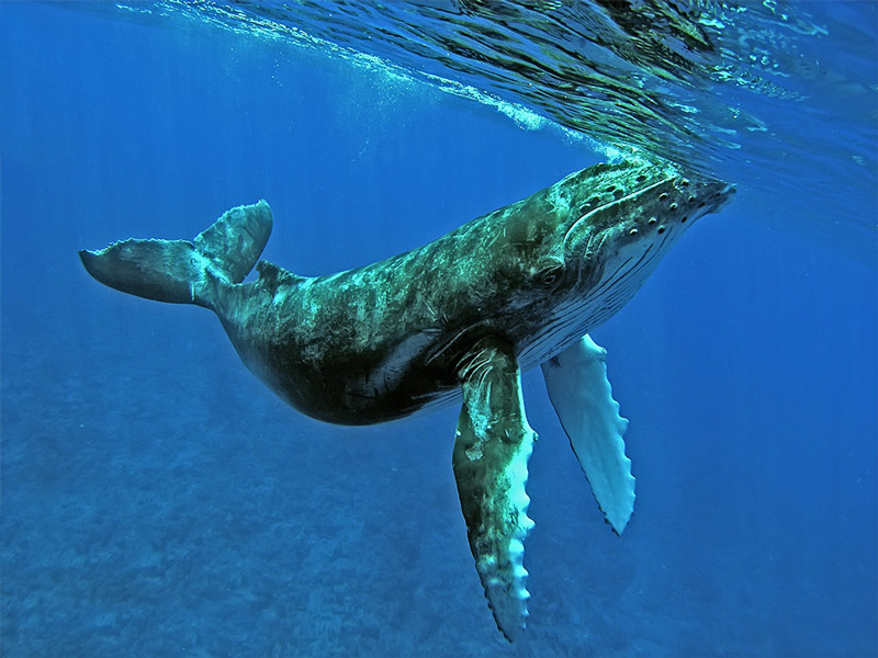 NUEVO MUNDO VIAJES - RECEPTIVO: AVISTAMIENTO DE BALLENAS