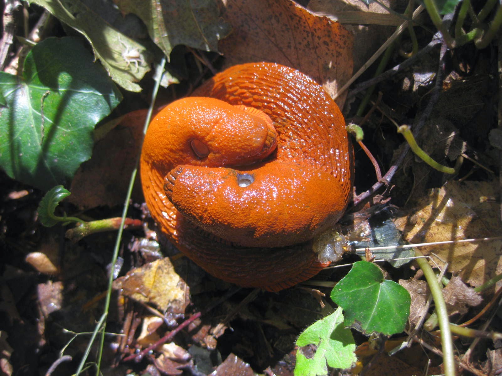 Saint-Priest les fougères, Parc Naturel Régional Périgord-Limousin: Le ...
