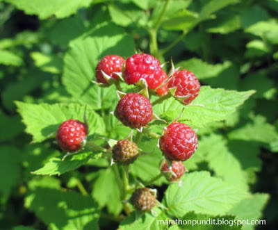 Marathon Pundit: (Photo) Wild raspberries in Morton Grove