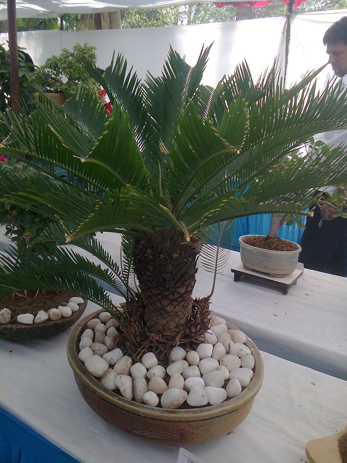 Cycas Revoluta :tree | Sago Palm | Care | landscape Plant