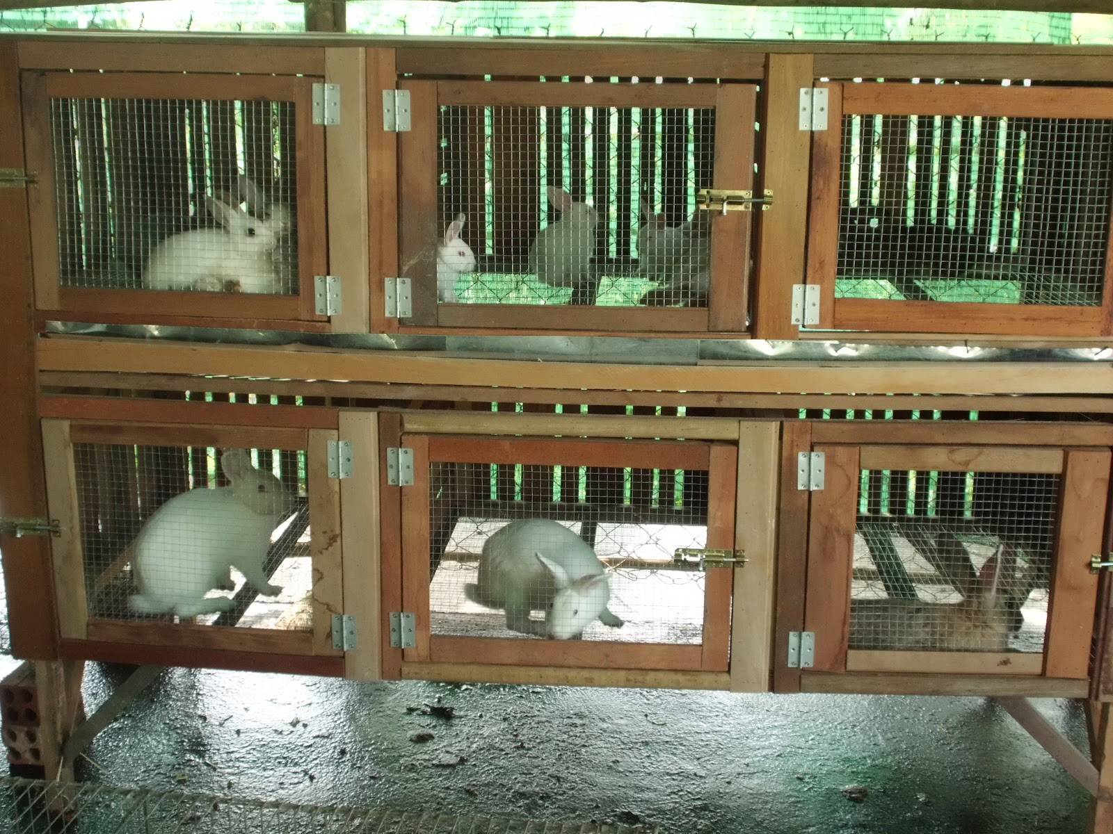 Cambodian Farm: New Houses for Cute Rabbits