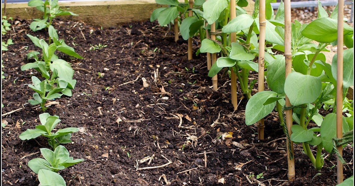 Mark's Veg Plot: Successional sowing